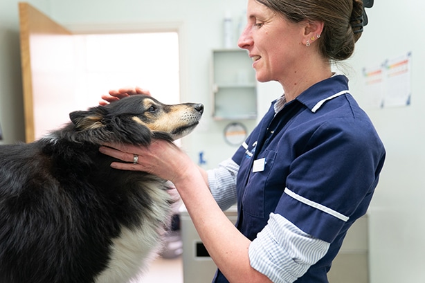 Tonbridge Veterinary Practice Celebrates First Year Of Employee ...